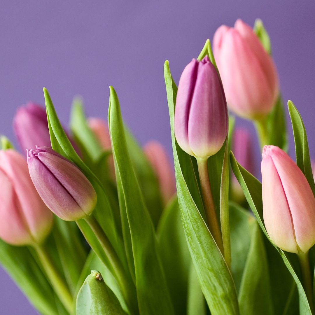 Assortiment - Joflex • Exportation de Fleurs